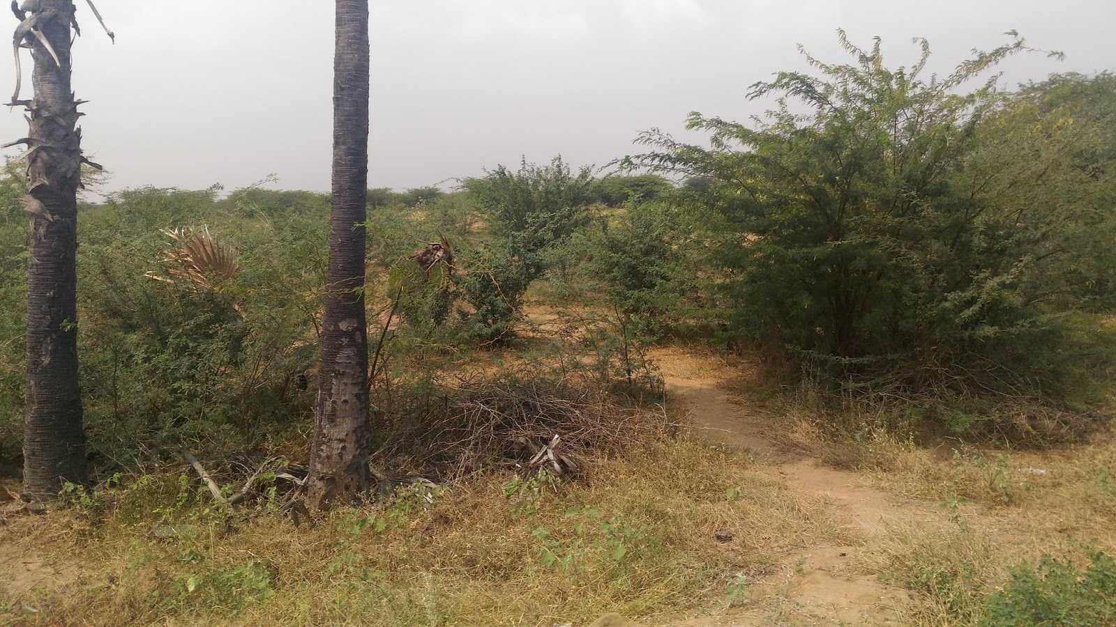 SRI BALAJI REALS: Solar Project Land for sale in Kamuthi Ramanathapuram ...