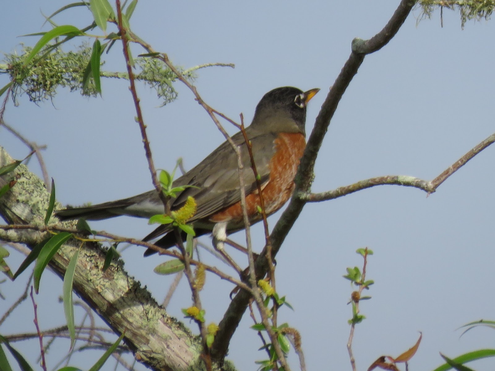 Bird & Travel Photos, Birding Sites, Bird Information: AMERICAN ROBIN ...