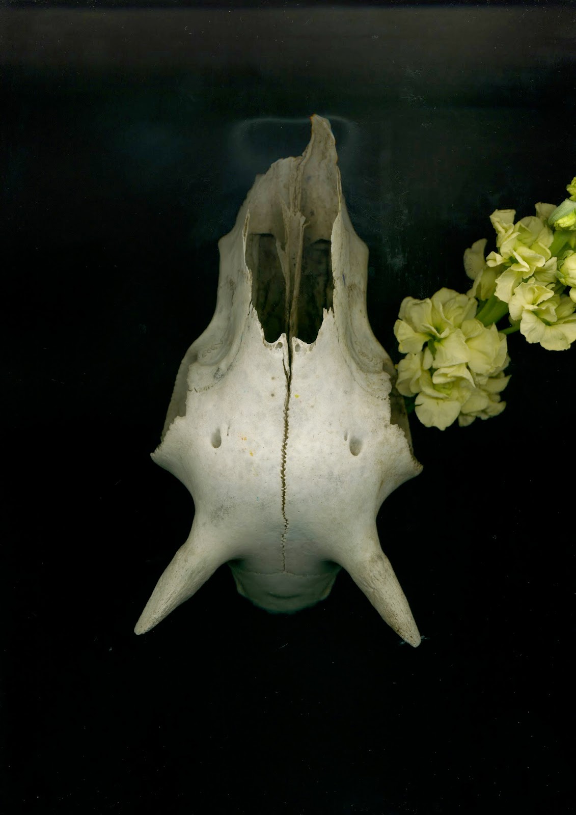 Unit 3 - Ideas and Concepts in Art and Design: Scanography