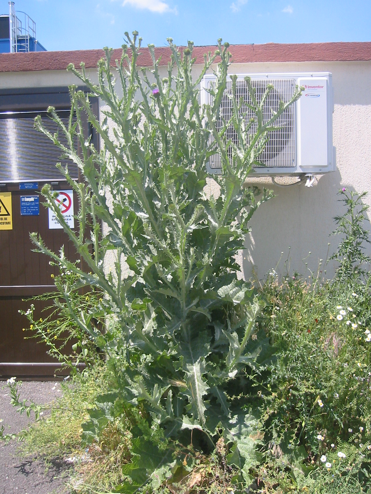 Blog de fotografii: Maracine urias