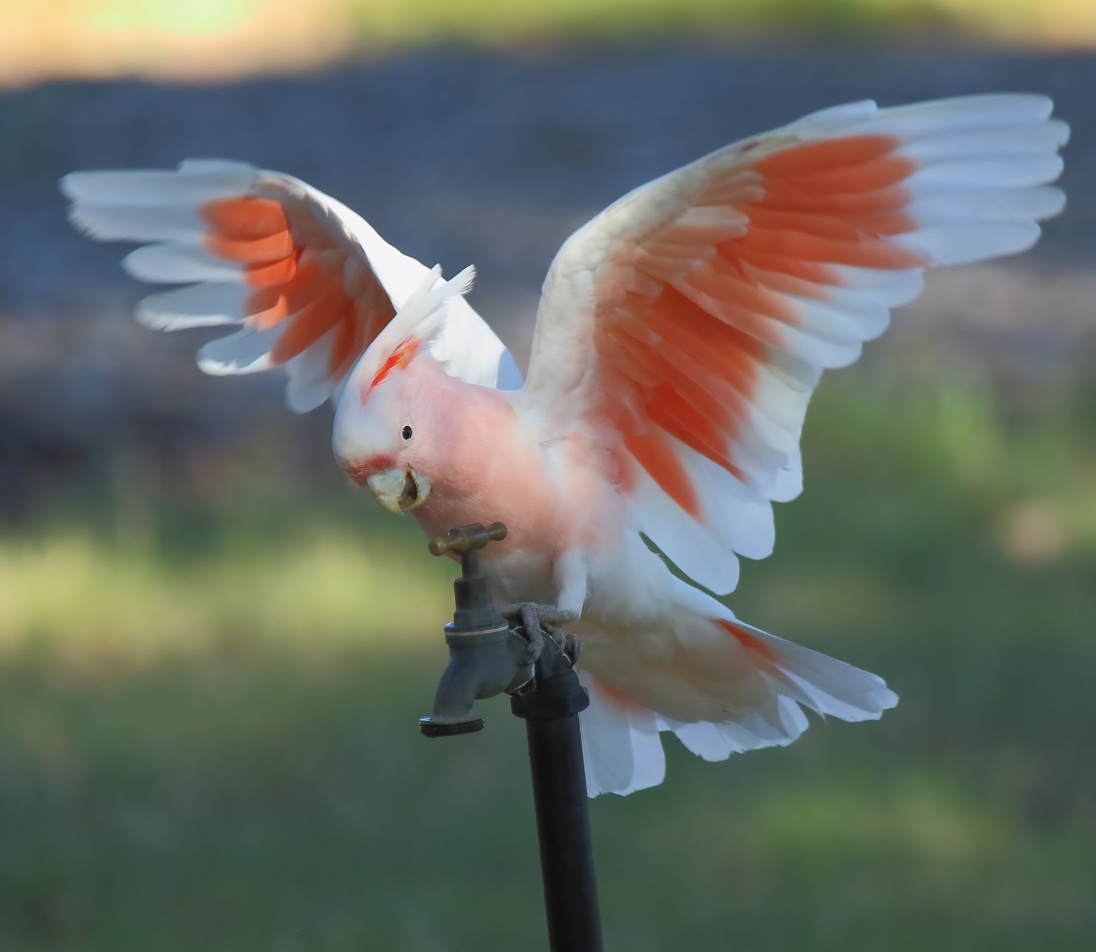 Richard Waring's Birds of Australia: Some "different" Major Mitchell or ...