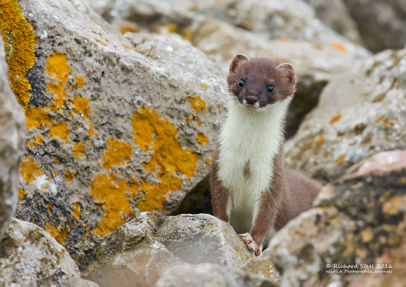 Wildlife Photographic Journals: A Morning with Stoats