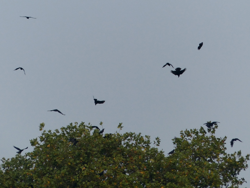 Kensington Gardens and Hyde Park birds