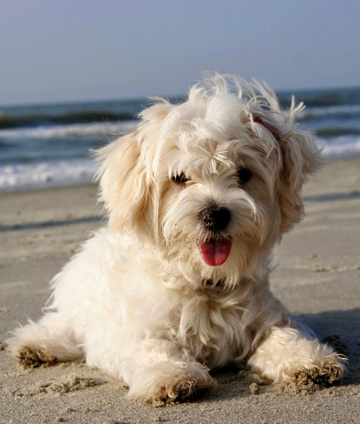 My four-leg sweethearts!: Οι 10 καλύτεροι και οι 10 χειρότεροι ...