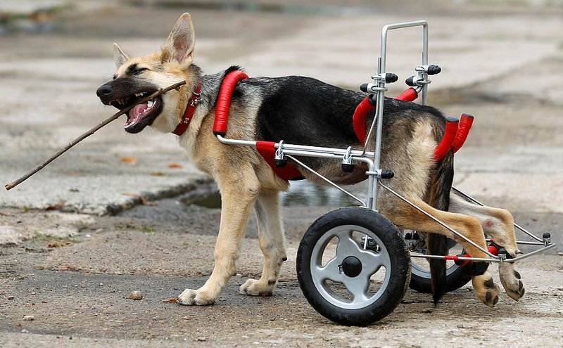 Cheerful Dog with a Disability | mooolf