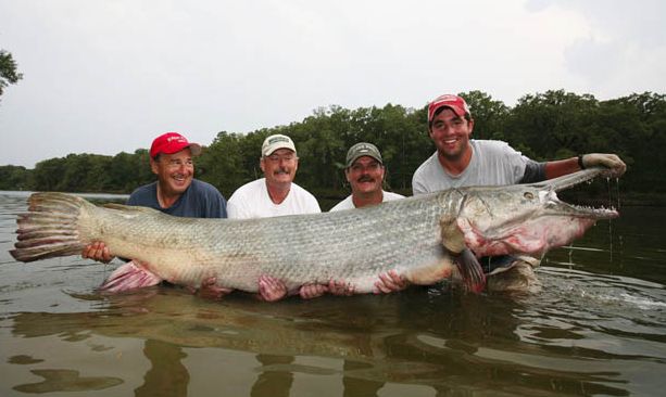 Ikan Buaya ( Alligator Gar ) | Produk Kulit Buaya Asli dari Merauke