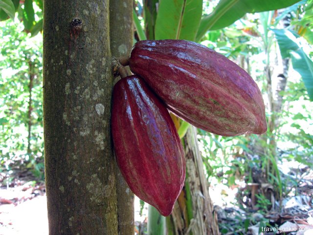 Klasifikasi Tanaman Kakao - AGRONOMI UNHAS