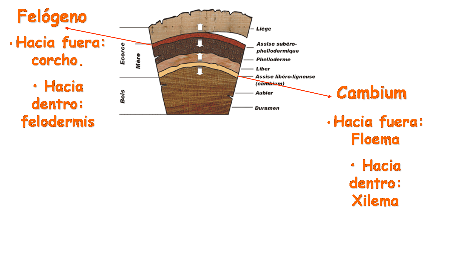 El ingeniero y el abuelo: EL ALCORNOQUE Y LA SACA DE CORCHO