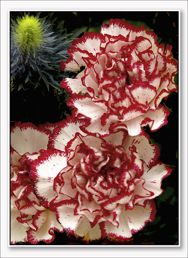 Tarım Siteniz: Karanfil