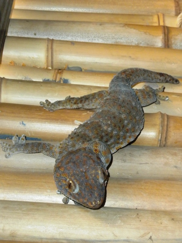 The Zoo Review: Species Fact Profile: Tokay Gecko (Gekko gecko)