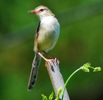 Jenis Jenis Prenjak Terlaris dan Populer