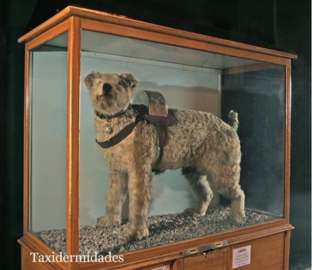 Los perros limosneros de las estaciones de tren inglesas. | Taxidermidades