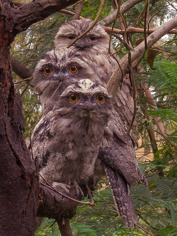 Melbourne With The Colonel : A family of Tawny Frogmouth Owls.