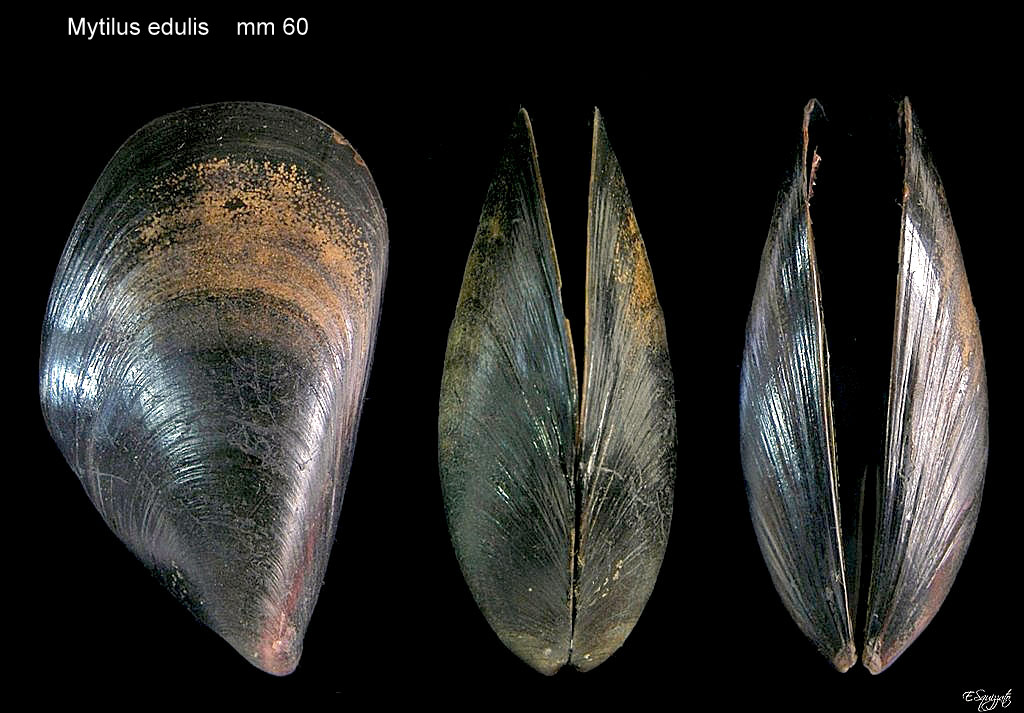 Mytilidae; Mytilidés