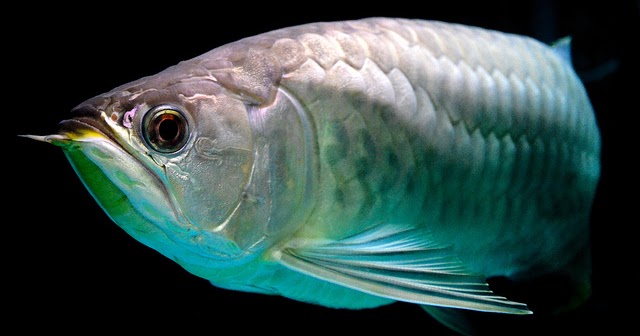 Mania de Aquário: Aruanãs (Scleropages formosus)