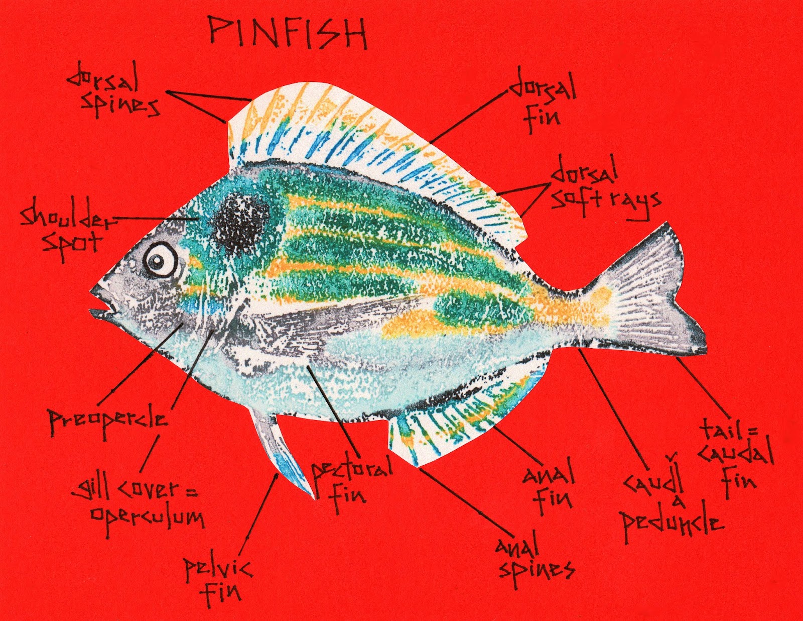 The Kollage Kit: lesson in fish anatomy