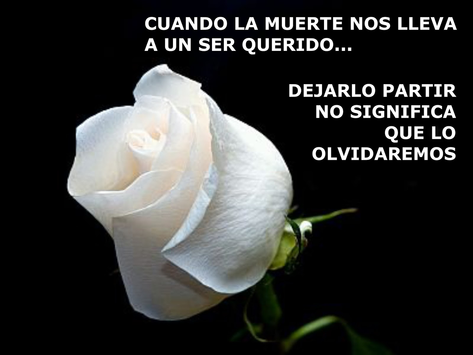 Resultado de imagen para tarjetas de pesame | Rose photos, White roses ...