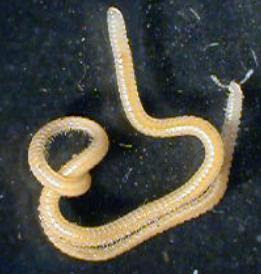 Top 12 Weirdest Stories of 2012 | Great Fun Stuffs