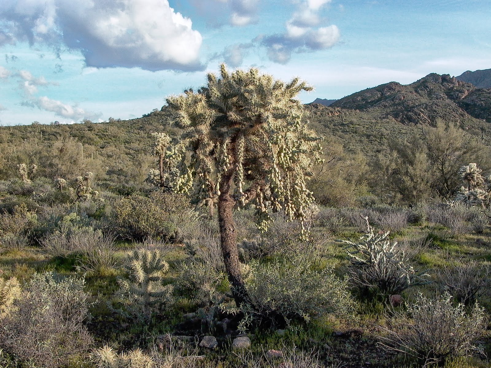Walking Arizona: Cholla Cactus