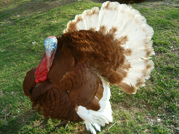 Agricultural Animals: About Bourbon Red Turkey