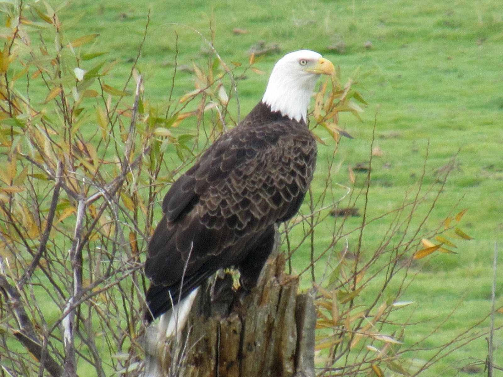 Winter Raptors: Bald Eagles on California's Prairie