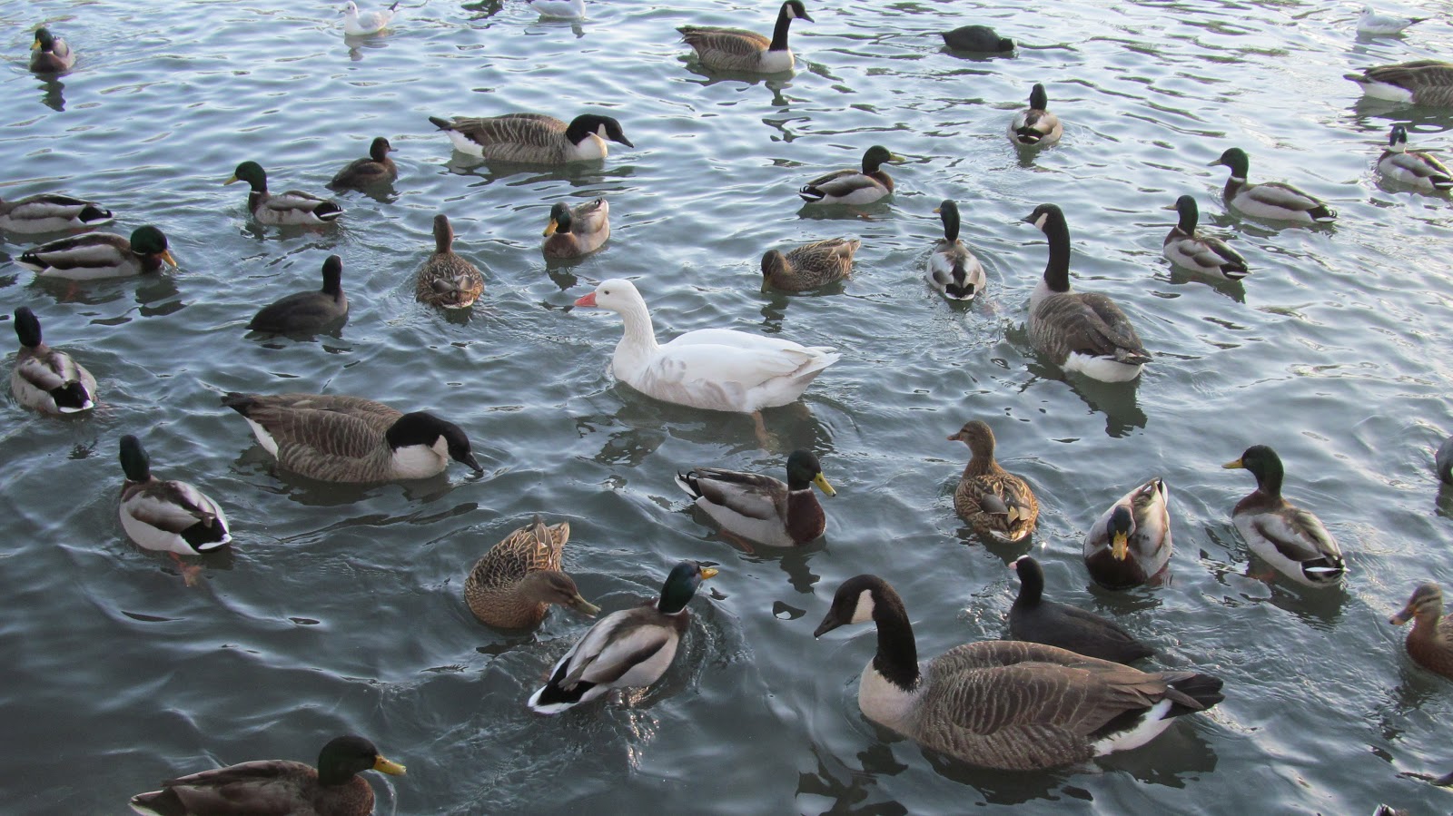 WendyCarole's stuff: Ducks ducks ducks