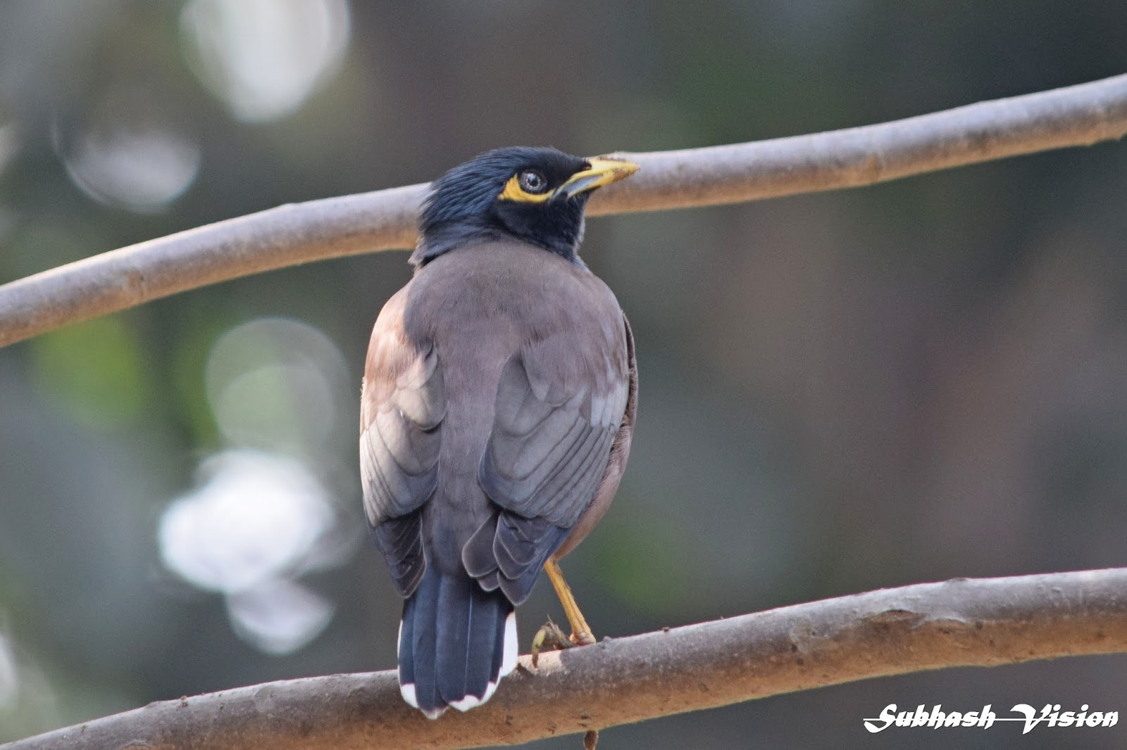 Birds in Bihar: January 2017