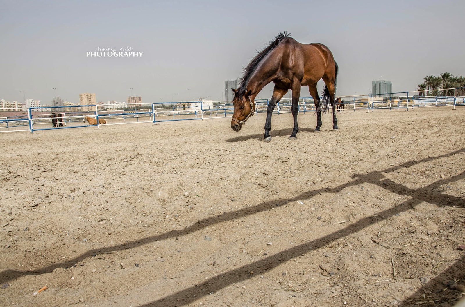 Pinay in Kuwait: Kuwait Riding Center