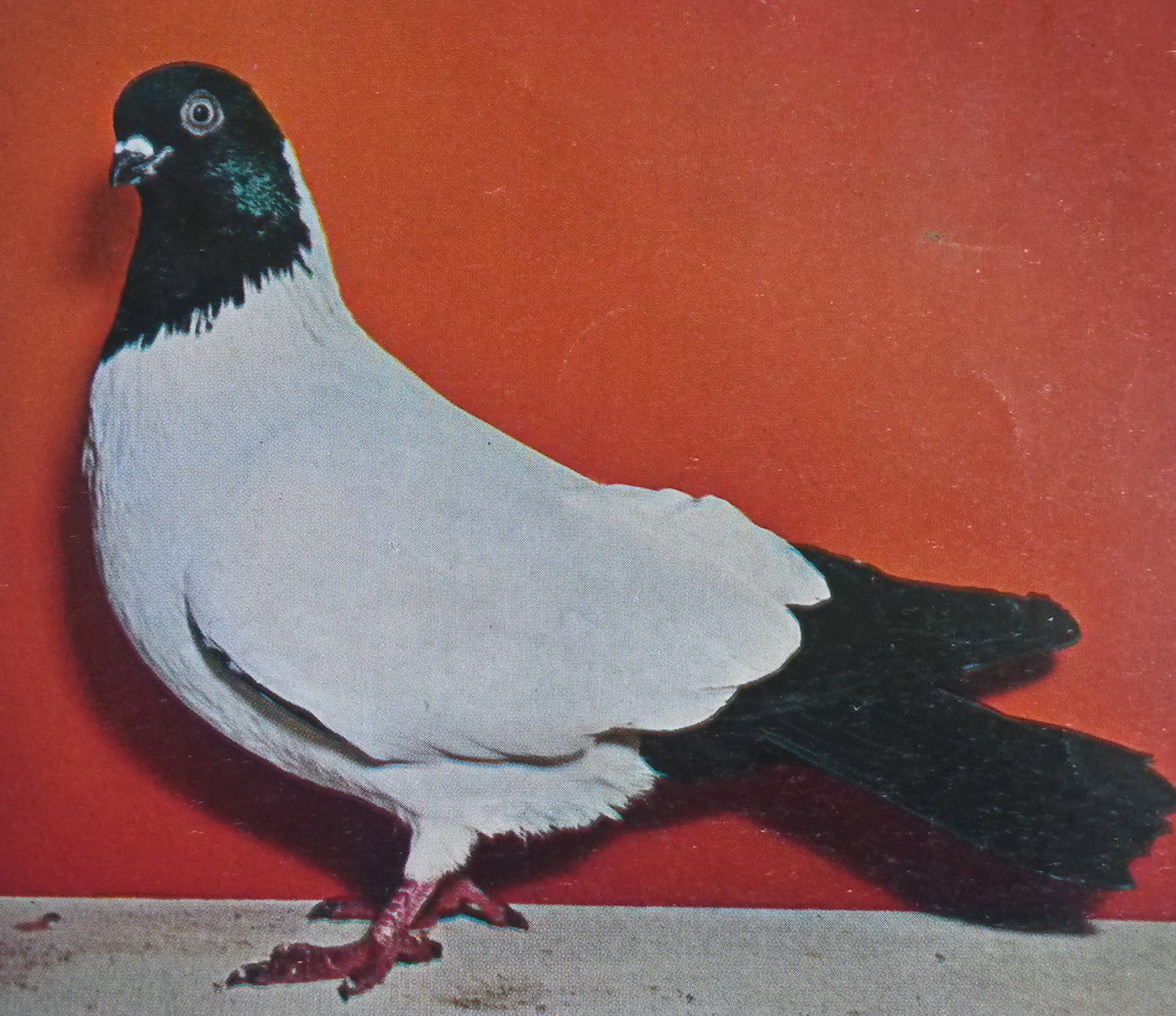 Nun Pigeon with Origin Description Size Ornaments Color Comment and ...