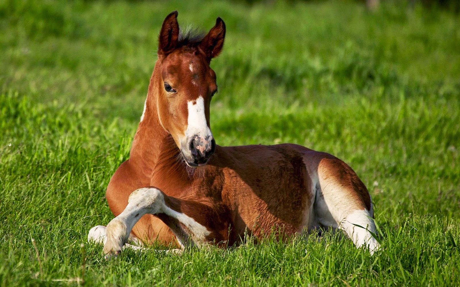 CLASSE DELS MUSSOLS: PROJECTE: EL CAVALL