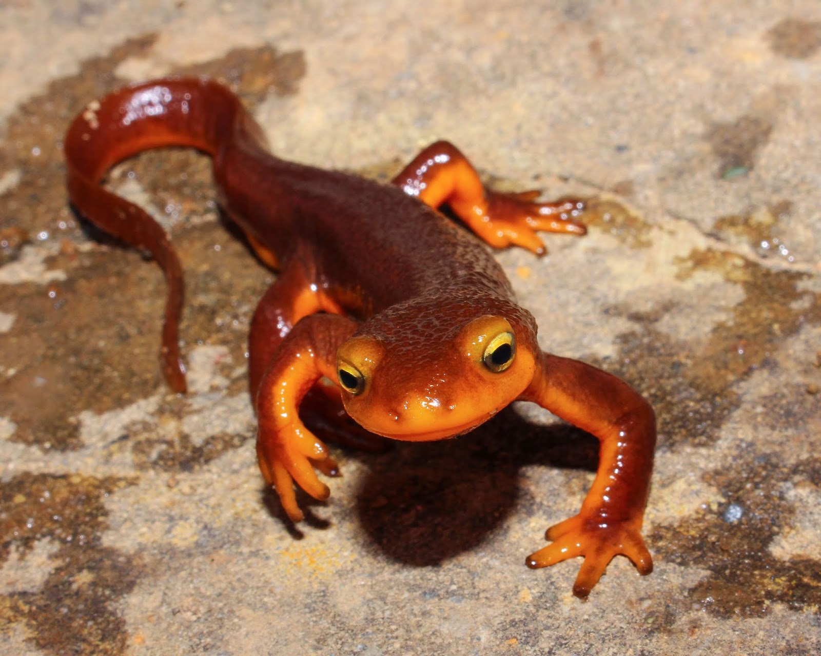 what are salamanders and newts? ~ General culture
