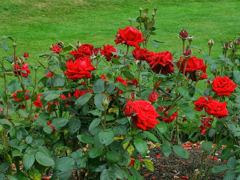 Informasi Hewan dan Tanaman : Mawar