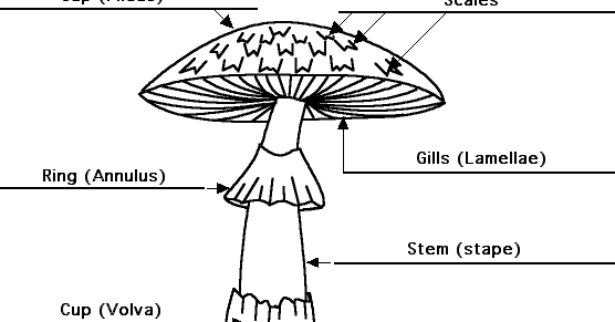 Manfaat Ganoderma dan Miselium ~ asa-knowledge