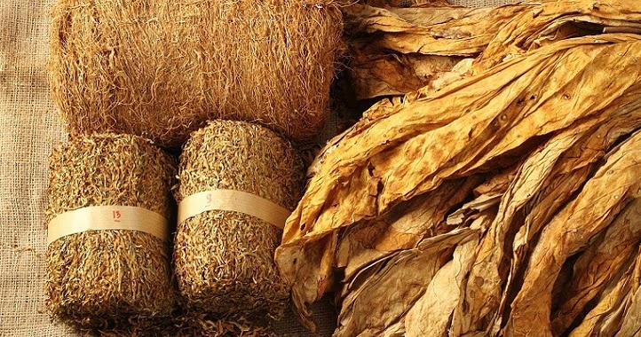 Sejarah dan Perkembangan Tembakau di Indonesia | Naviri Magazine