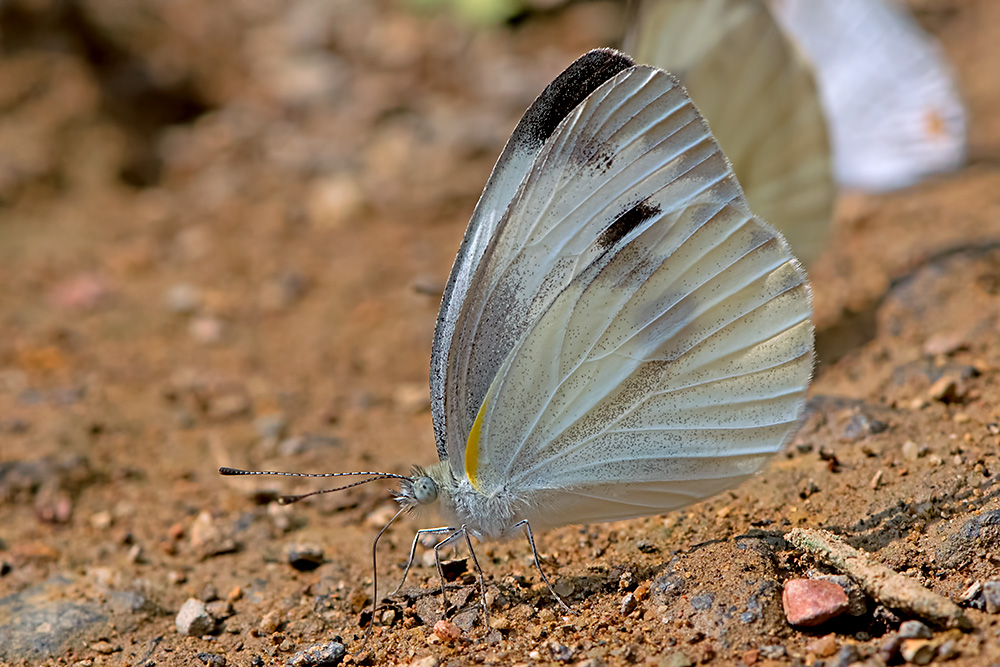 Pieridae of Thailand Checklist | BugsAlive