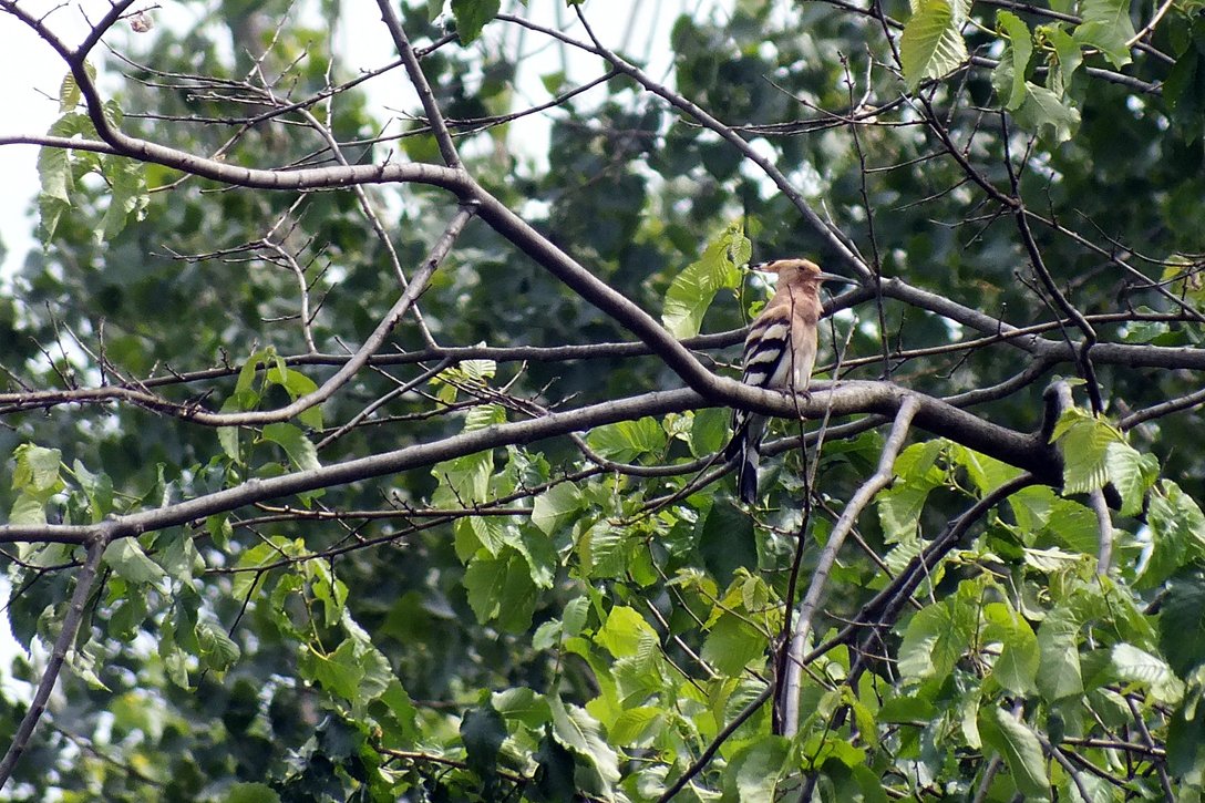 Jurnal unui desculț : mai 2016