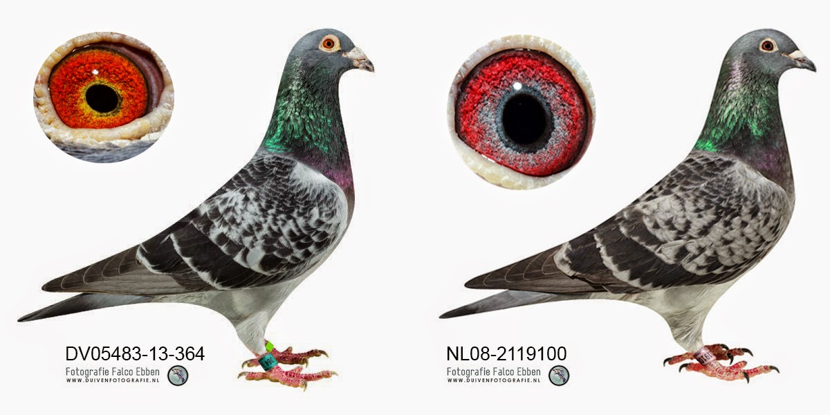 GERMANY RACING PIGEONS: Gerard Koopman y su camino al éxito.