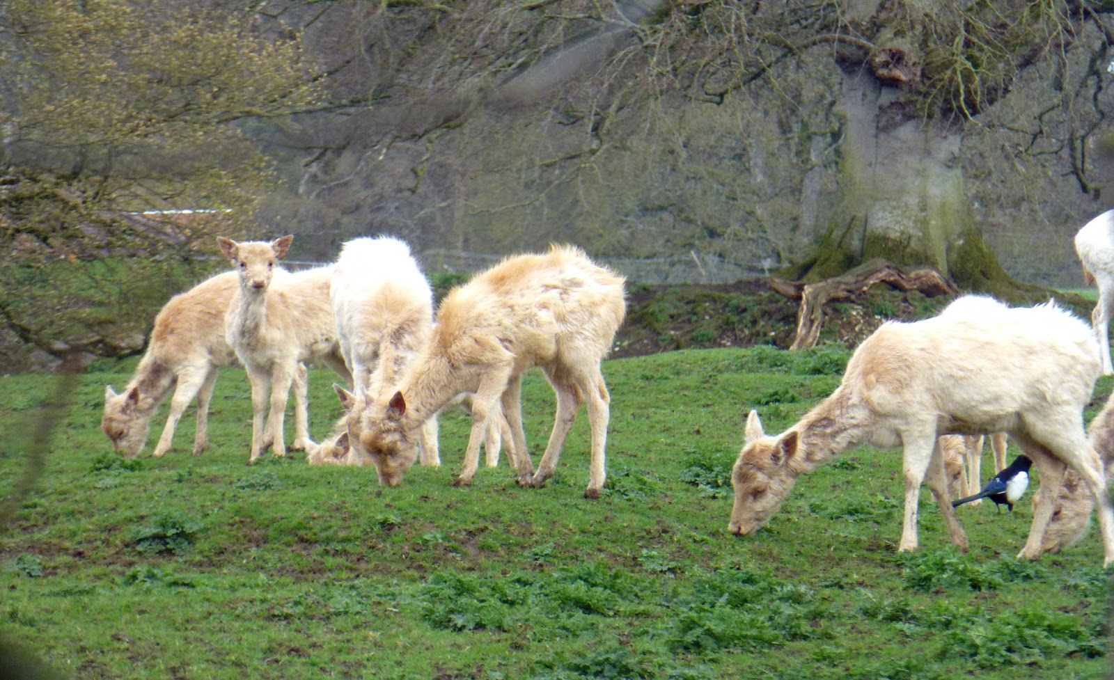 Where the white deer graze. A Walk in Mallow