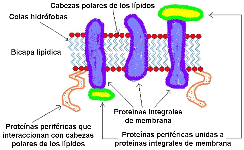 Bioscience: Membrana celular o plasmatica