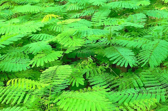 My Roatan - Adventures in Creating Nirvana: the flambo project 2.0