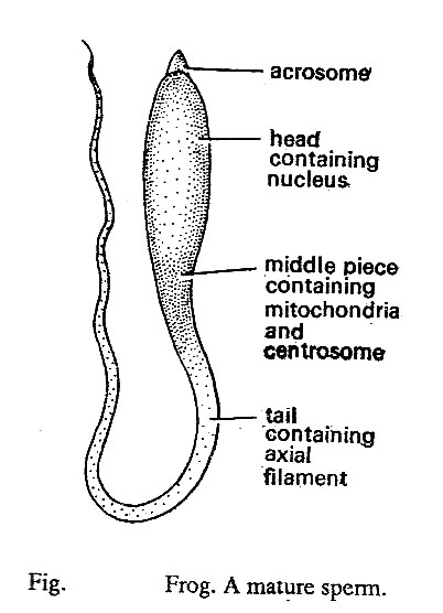 Zoology for higher secondary level: Frog: Male Reproductive System