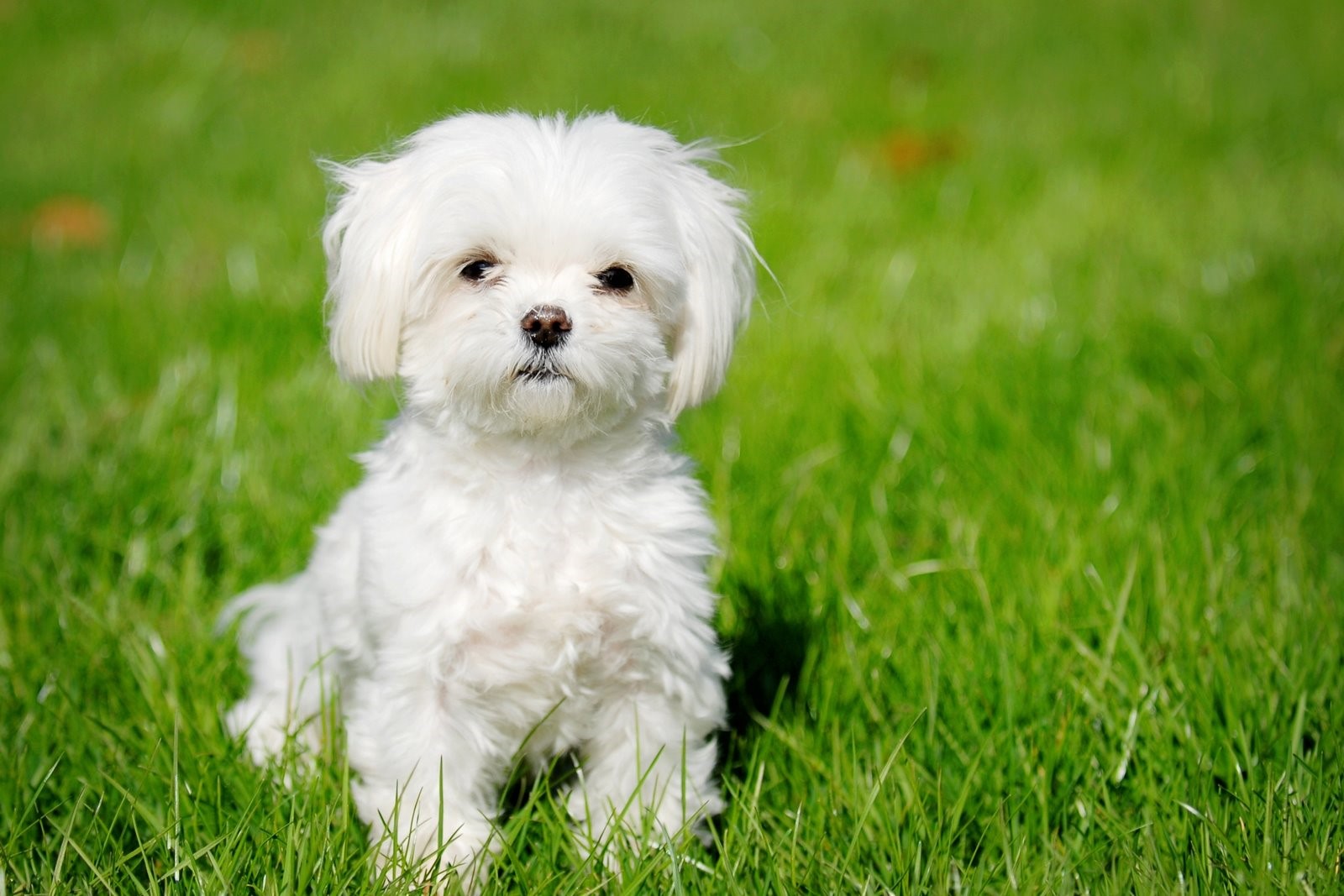 5 Most Cat Friendly Dog Breeds
