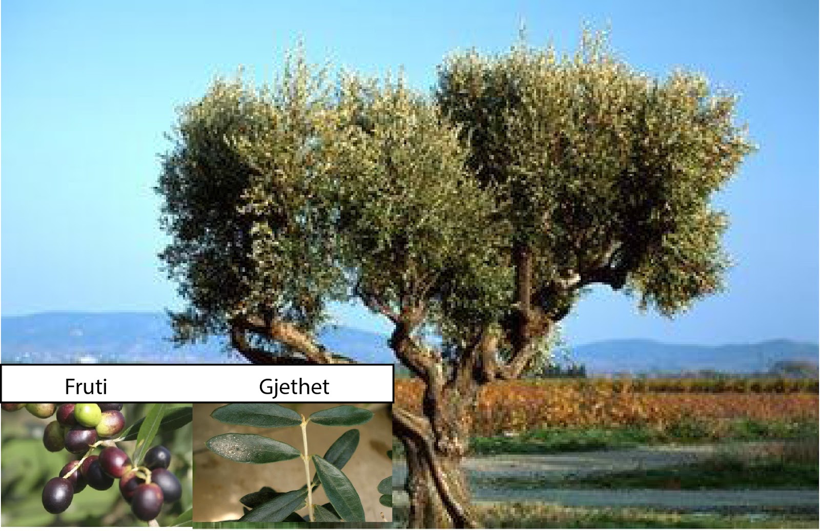 Dendrologjia: Ulliri (Olea europaea)
