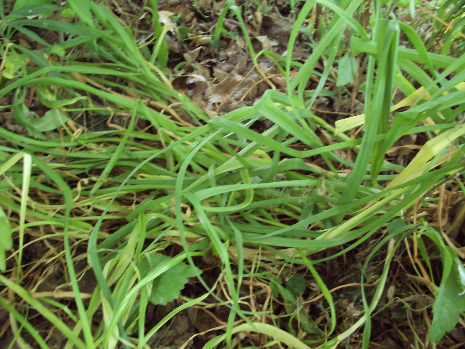 Missouri Survival: Scallions - Wild Green Onions