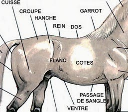 Équiloo: Les parties du corps du cheval