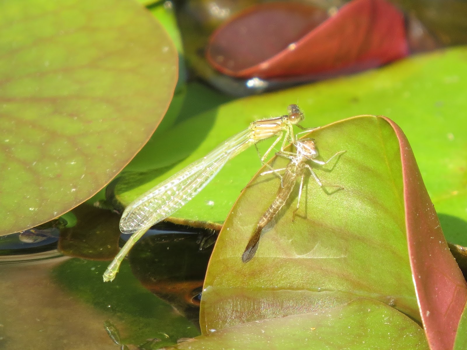 Blue Jay Barrens: Water Garden Predators