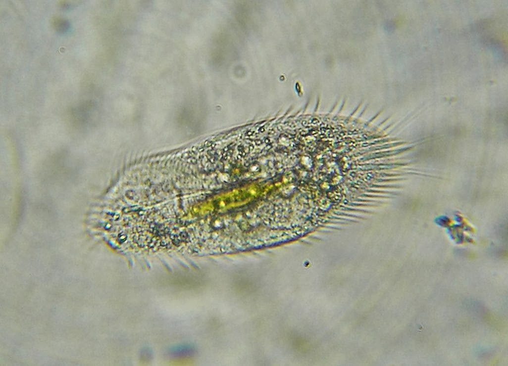 CUADERNO DE CAMPO del Treparriscos: Stylonychia: Depredador unicelular ...