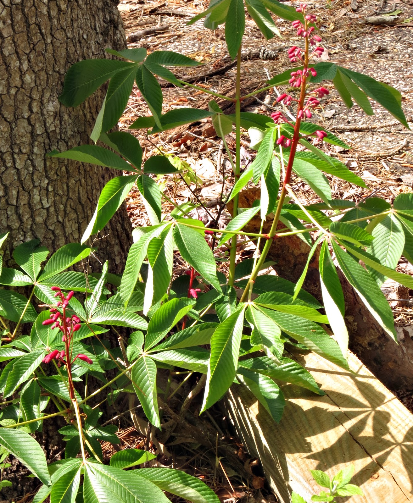 Adventures of a Vagabond Volunteer: A Visit to Ratcliff Lake Recreation ...