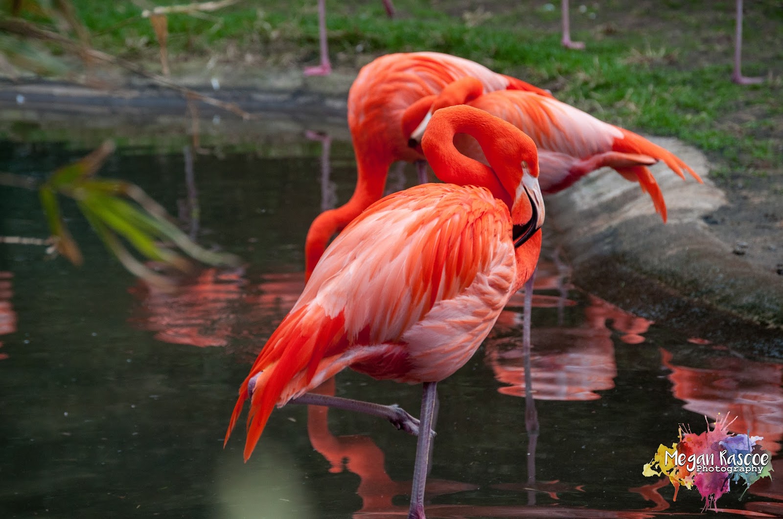 can I decide another day?: Riverbank Zoo (Photos)
