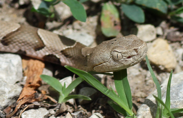 MObugs: Osage Copperhead